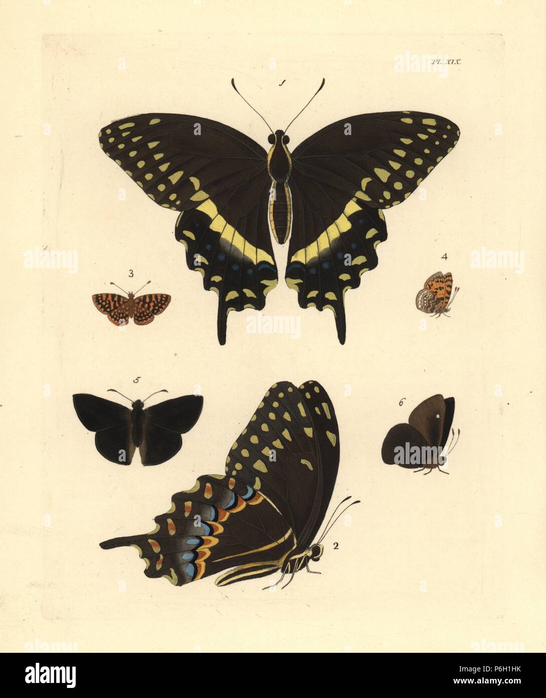 Palamedes Swallowtail Butterfly