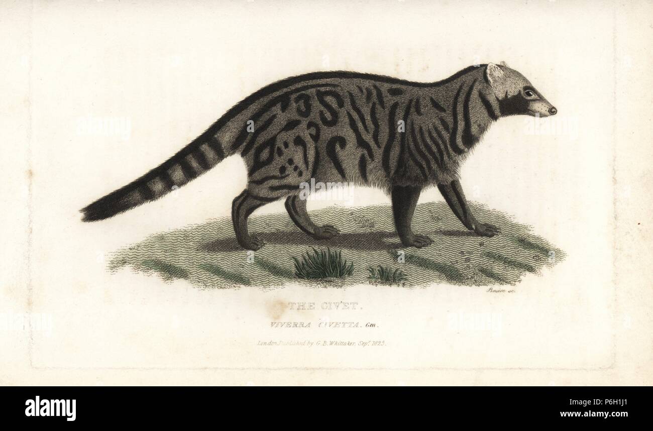 African civet, Civettictis civetta (Civet, Viverra civetta ...