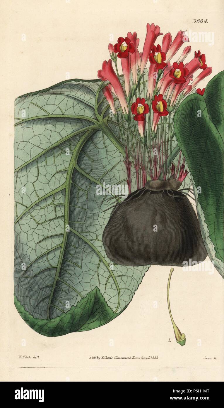 Gesneria tuberosa (Tuberous-rooted gesnera, Gesnera tuberosa ...