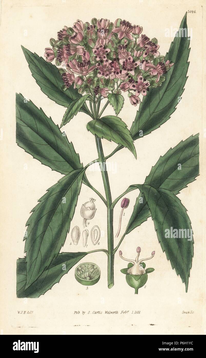 Adamia cyanea hi-res stock photography and images - Alamy