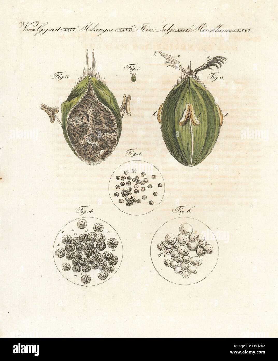 Uredo hi-res stock photography and images - Alamy