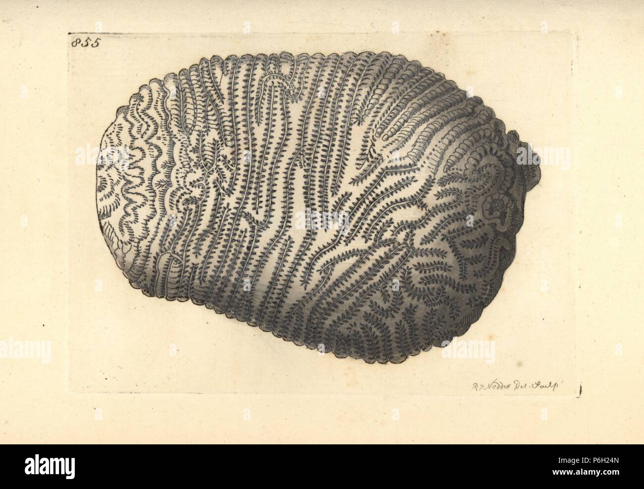 Leptoria High Resolution Stock Photography and Images - Alamy