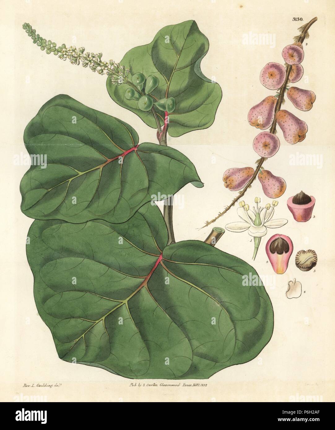 Botanical illustration of grape hi-res stock photography and images - Alamy
