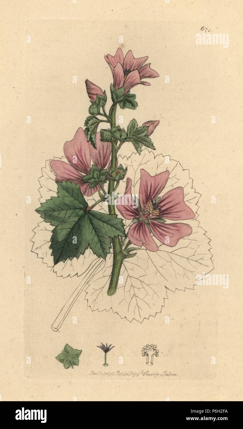 Malva sylvestris drawing hi-res stock photography and images - Alamy