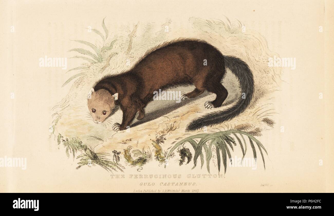 Harriet Griffith High Resolution Stock Photography and Images - Alamy