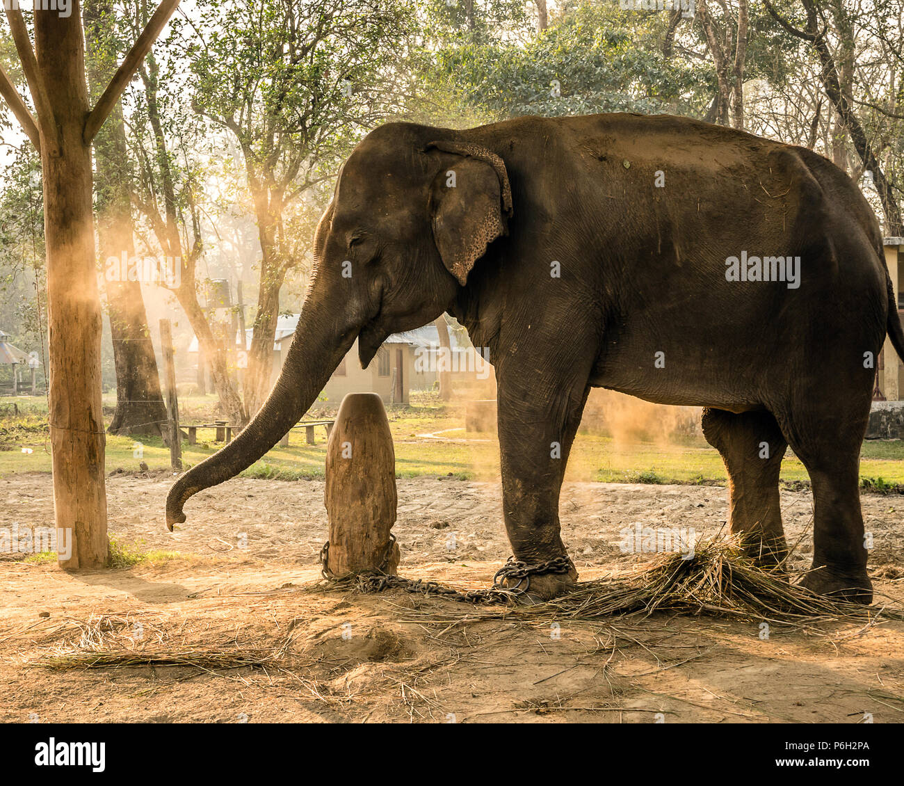 Breeding Elephant