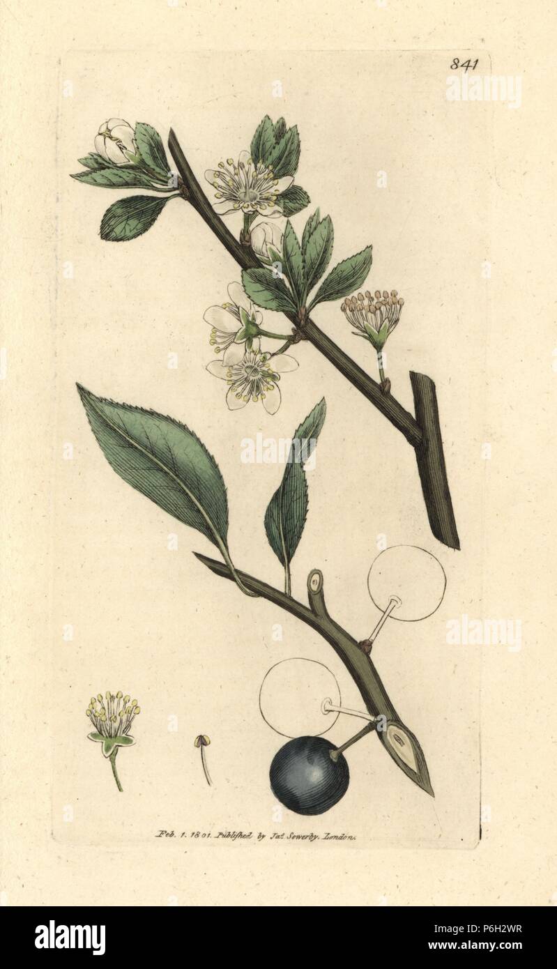Damson plum or wild bullace tree, Prunus domestica subsp. insititia ...