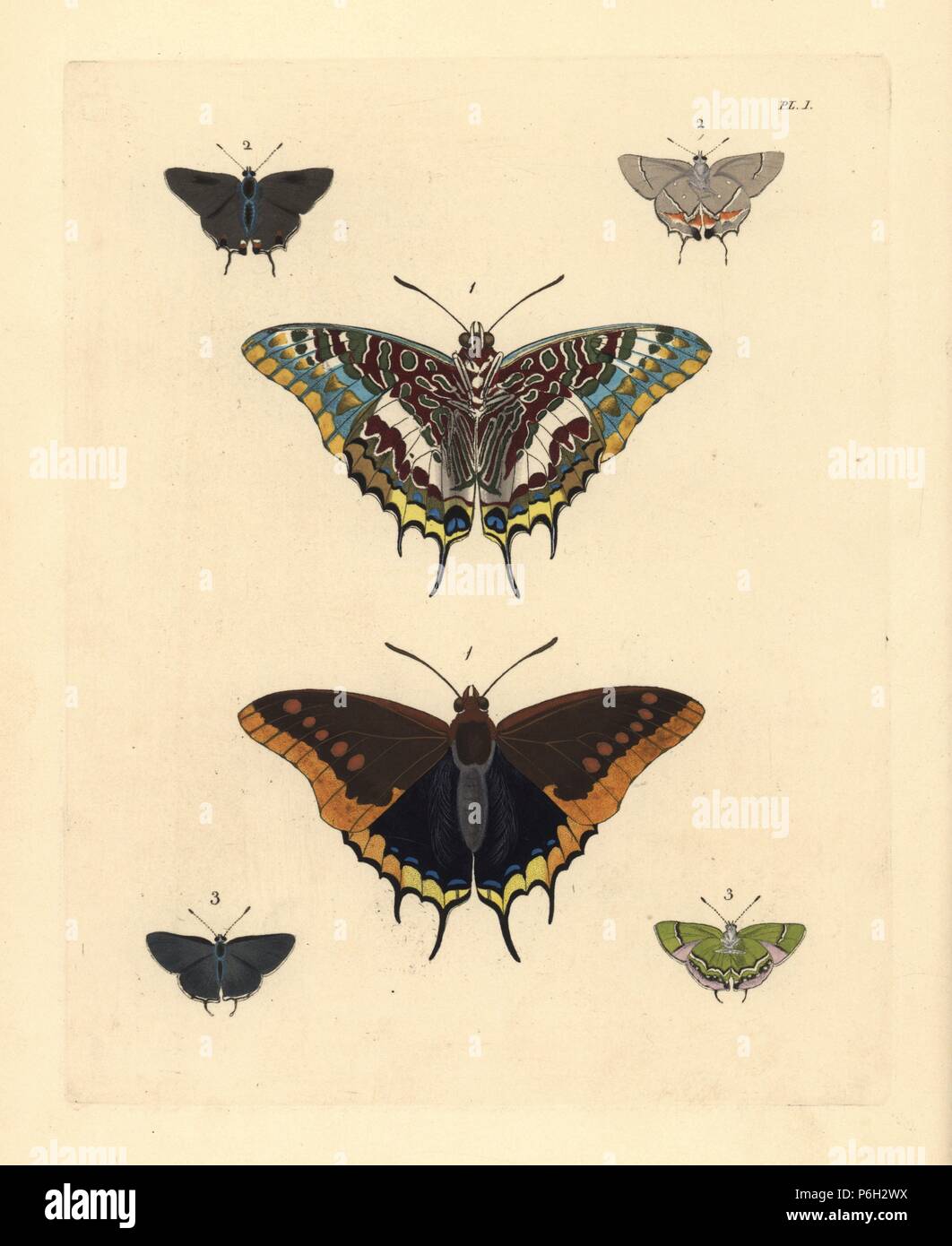 Lithography butterfly hi-res stock photography and images - Alamy
