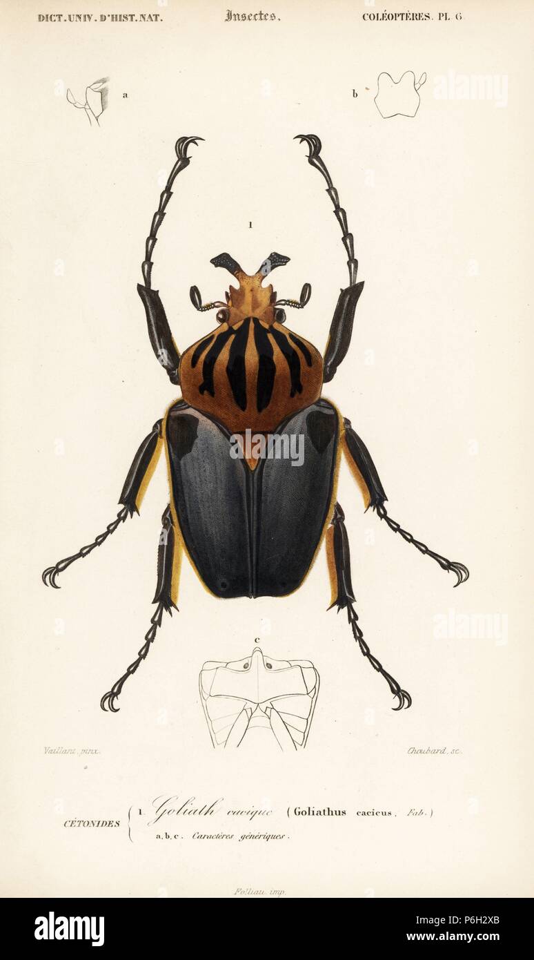 Goliath beetle, Goliathus cacicus. Handcolored engraving by Choubard ...