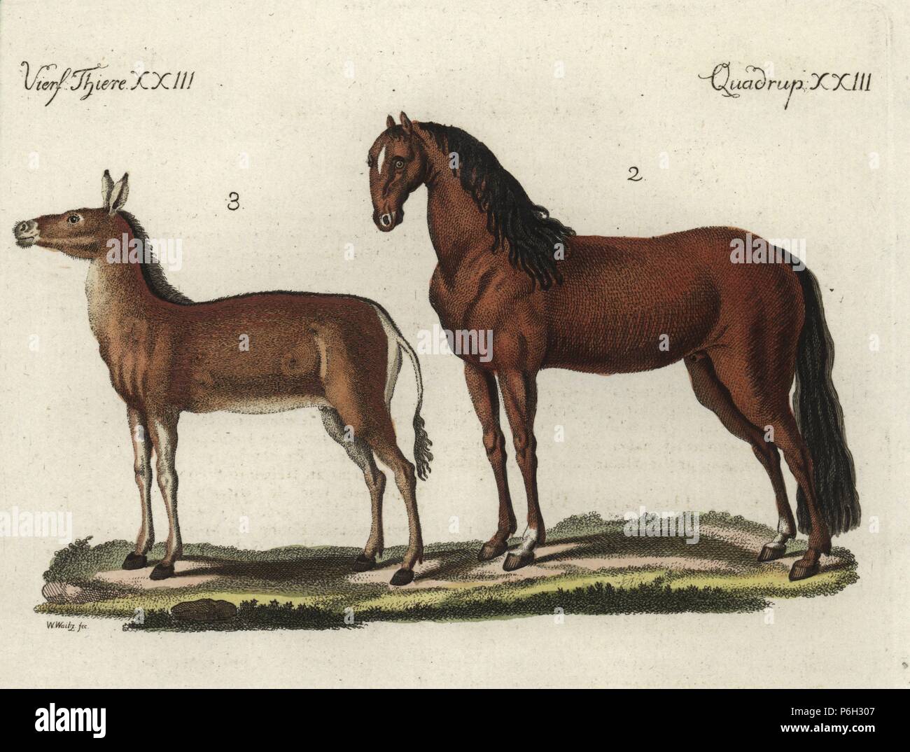 Domesticated horse, Equus ferus caballus 2, and dziggetai or Gobi ...