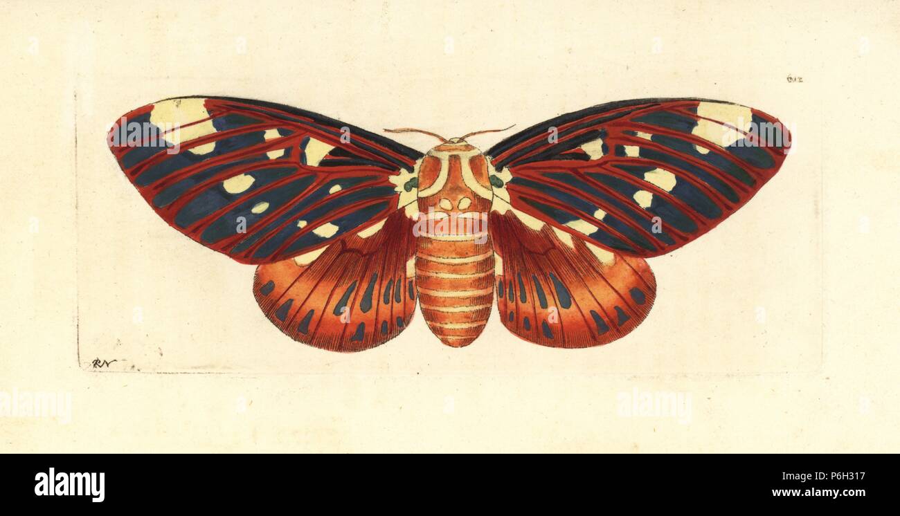 Regal moth hi-res stock photography and images - Alamy