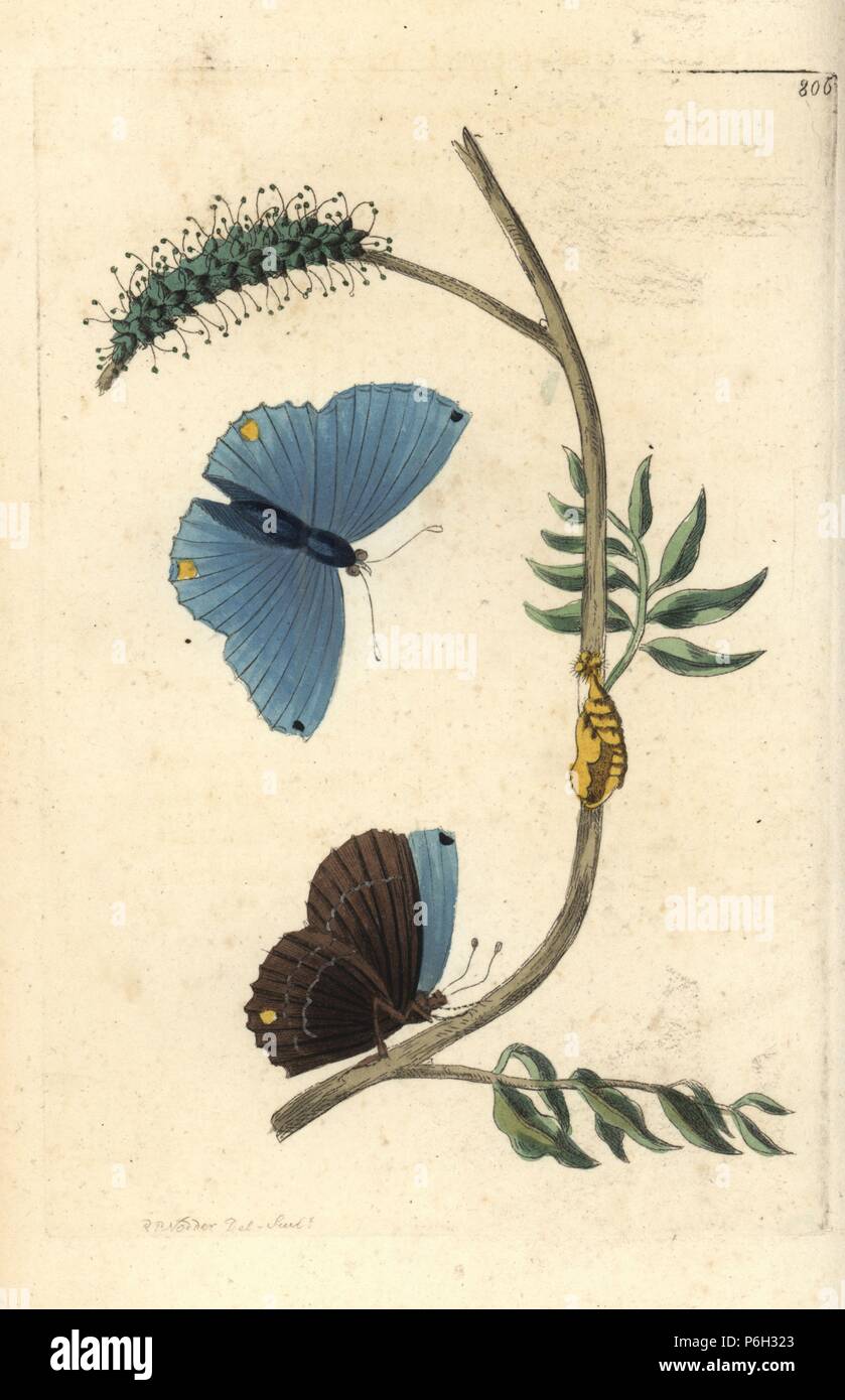 Single-spotted butterfly, Papilio spondiae. Illustration drawn and ...