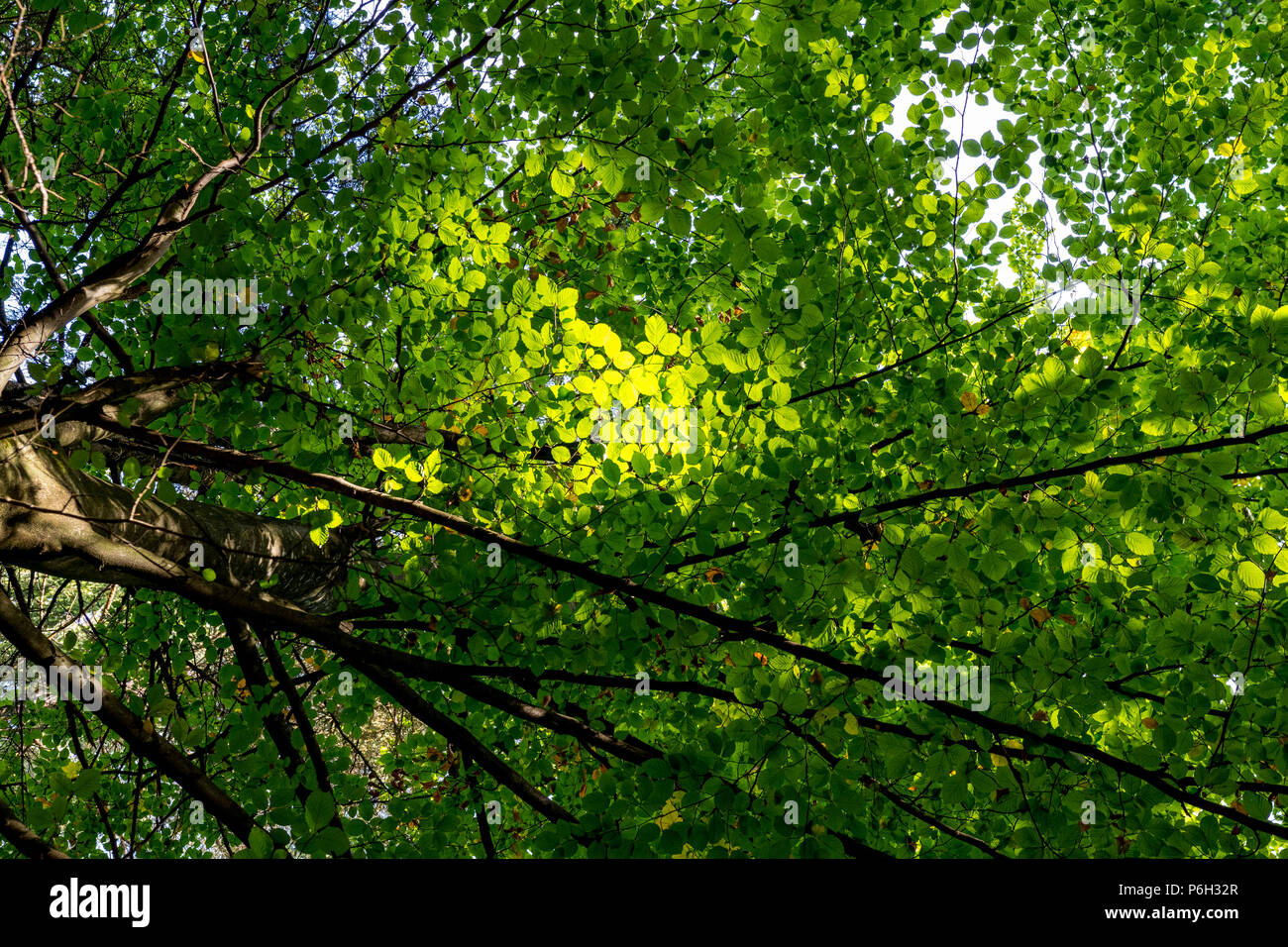 Crown of a tree in the bavarian forest Stock Photo - Alamy
