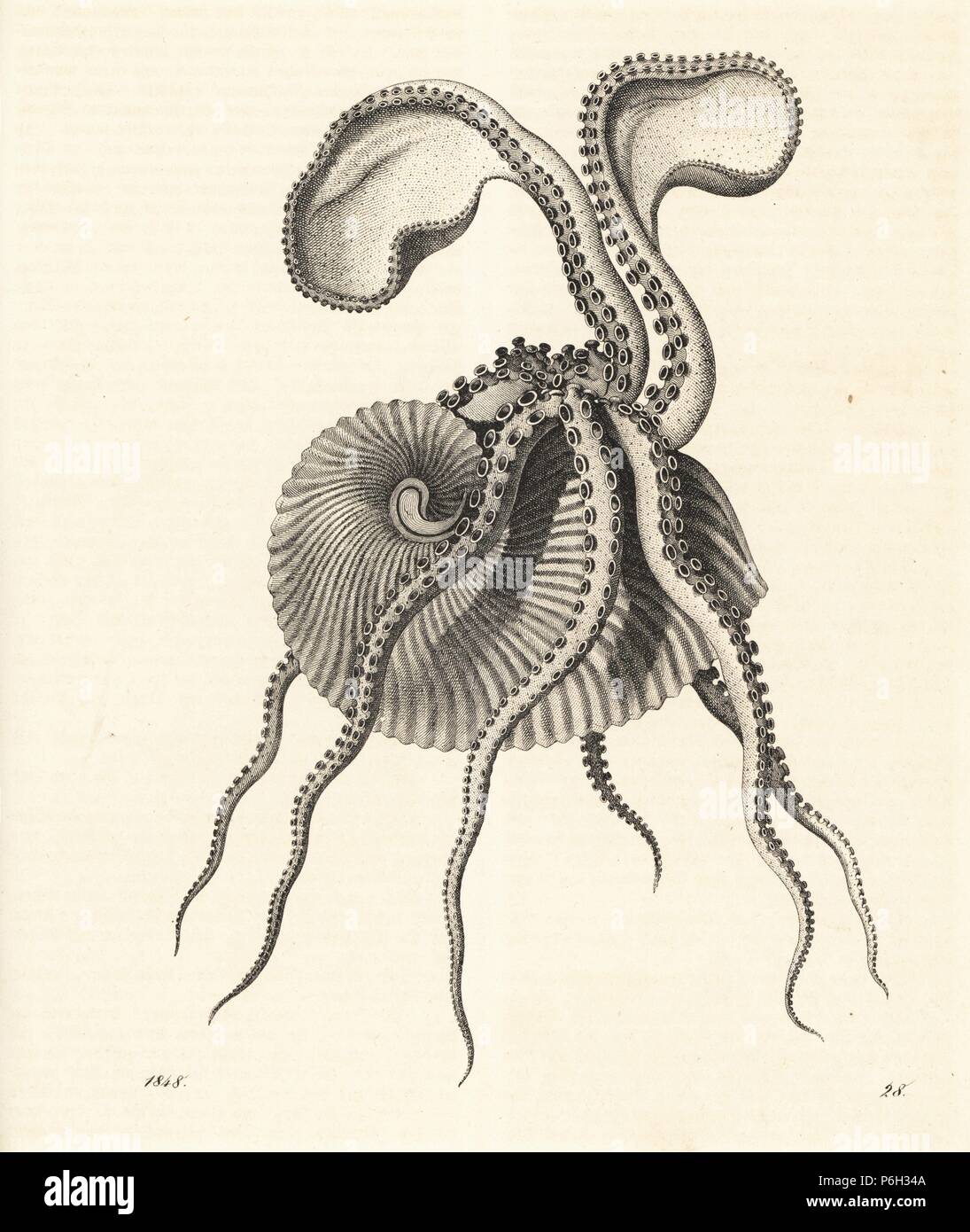 Greater argonaut octopus, Argonauta argo. Lithograph from Carl Hoffmann ...