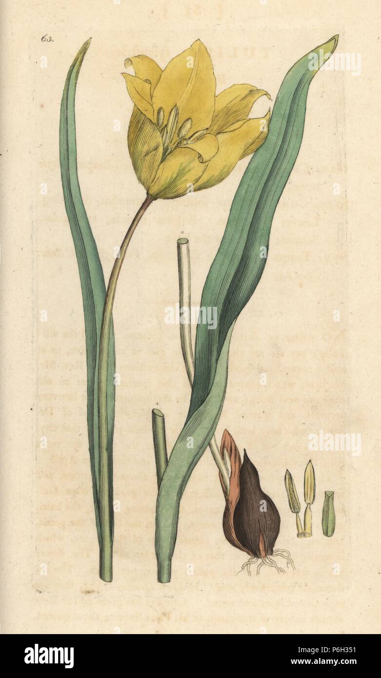Tulip flower illustration drawing engraving hi-res stock photography ...