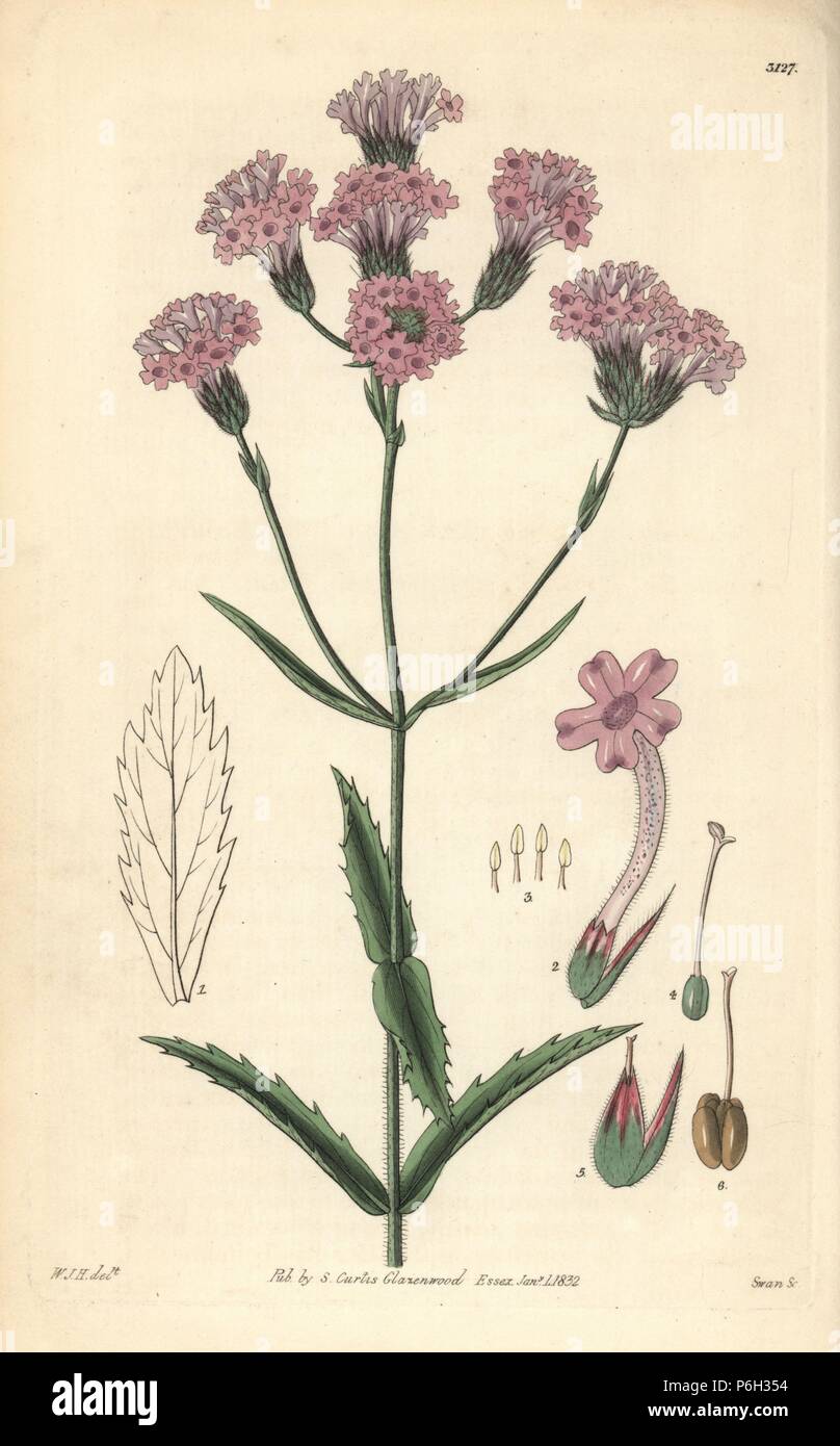 Slender vervain, Verbena rigida (Strong-nerved vervain, Verbena venosa ...