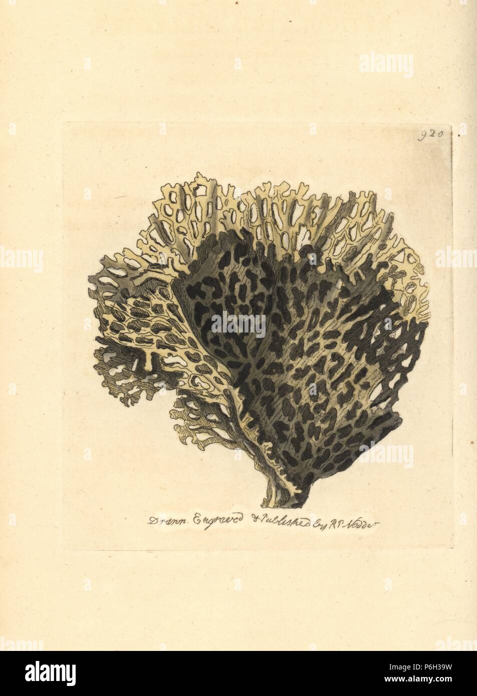 Sea mat, Conopeum reticulum (Reticulated millepore, Millepora ...