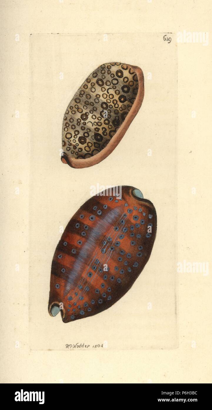 Illustration of lynx hi-res stock photography and images - Alamy