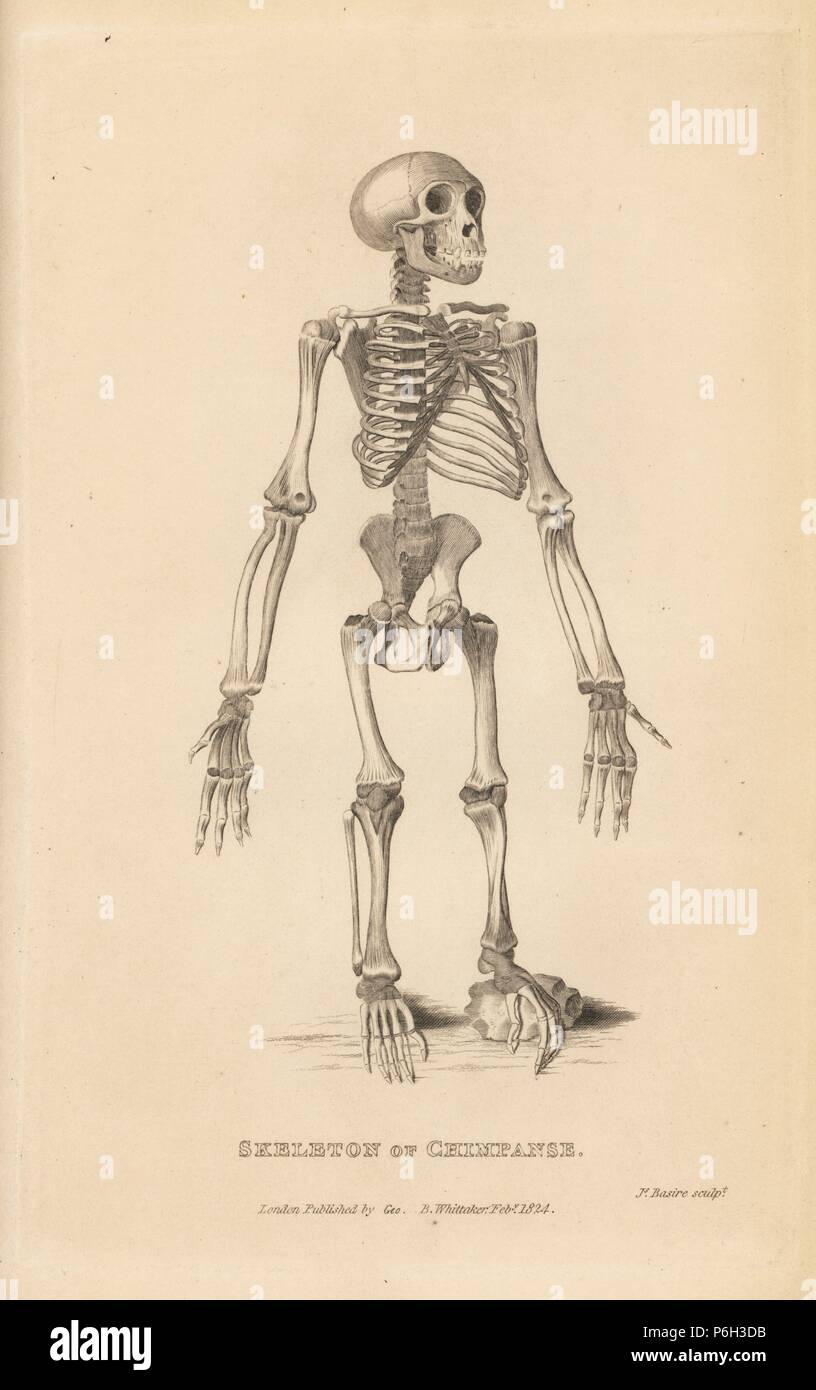 Chimpanzee skeleton hi-res stock photography and images - Alamy