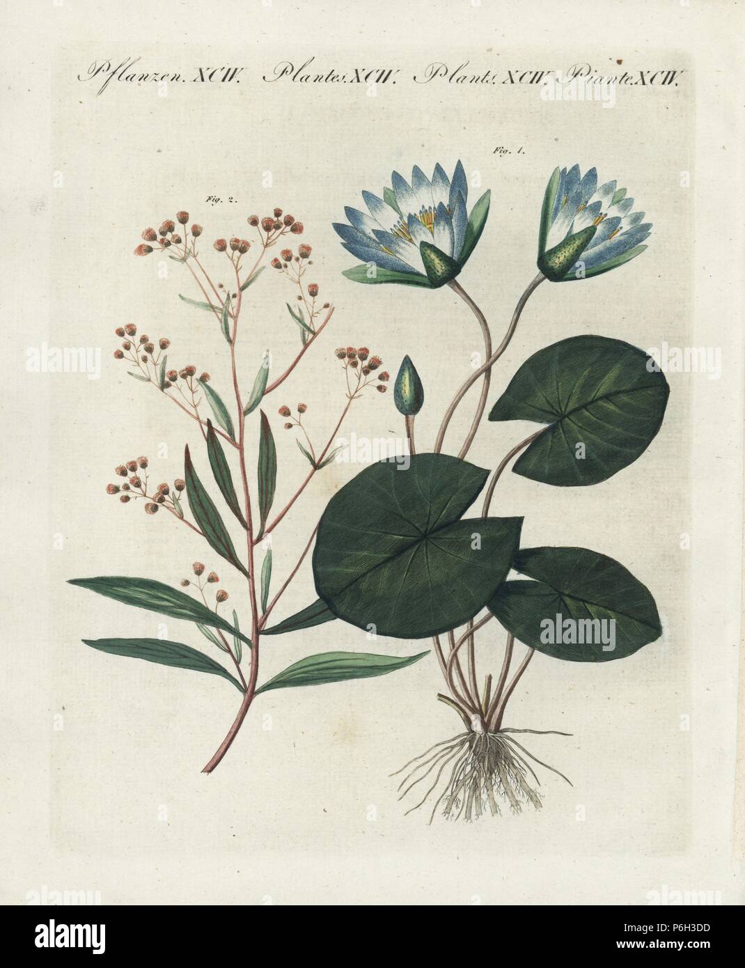 Eupatorium aya pana hi-res stock photography and images - Alamy