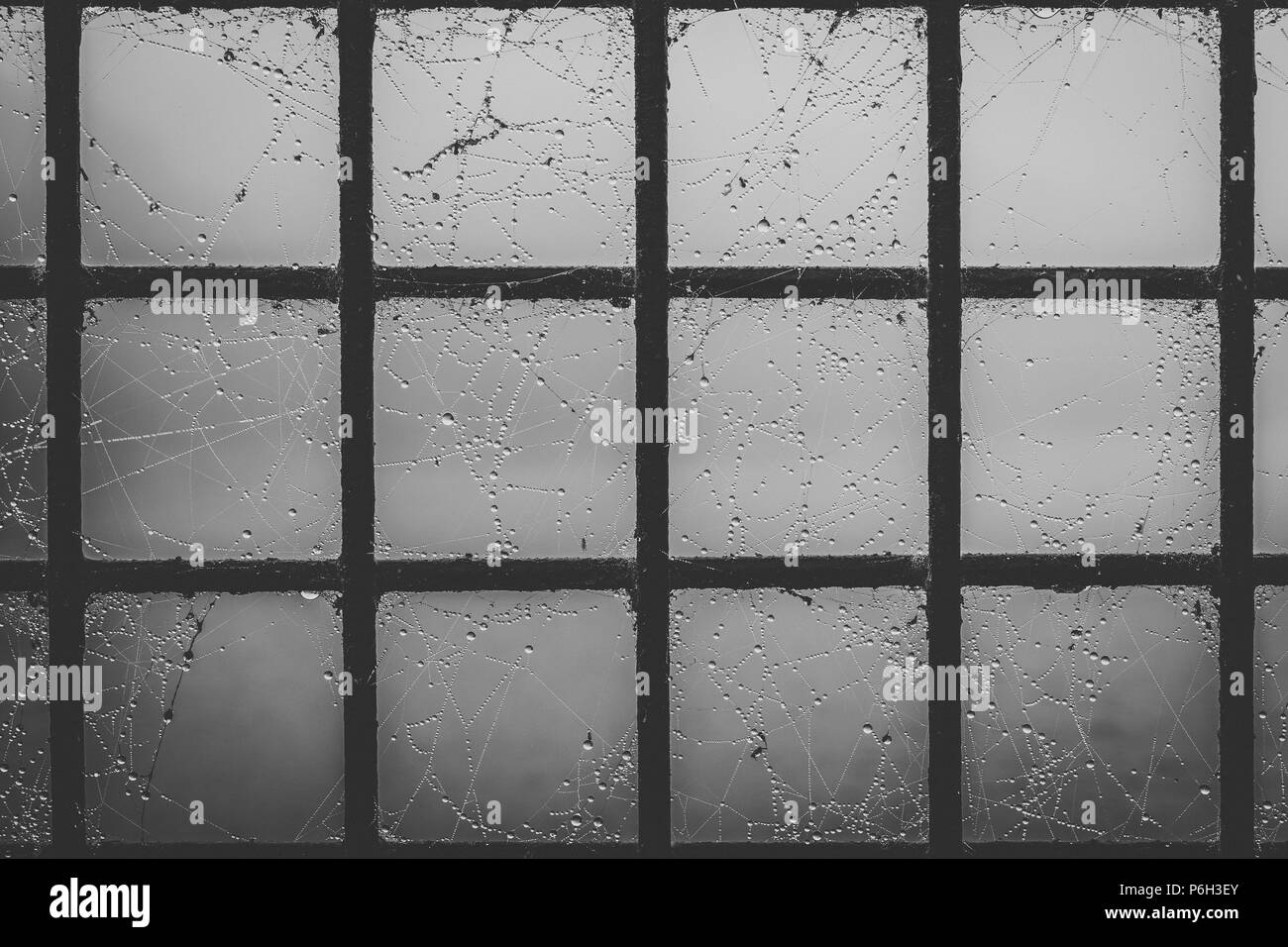 Spider round Black and White Stock Photos & Images - Alamy