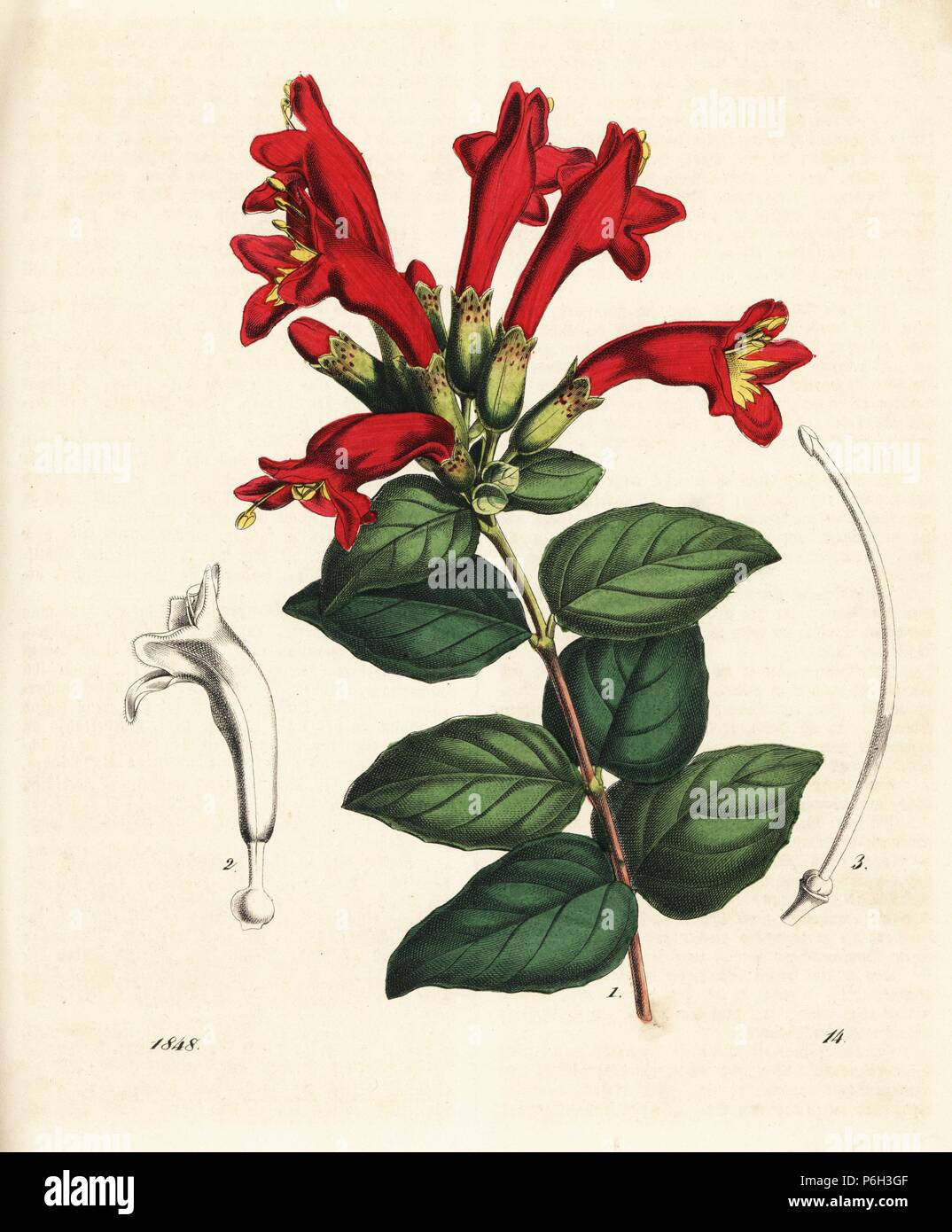 Red bugle vine hi-res stock photography and images - Alamy