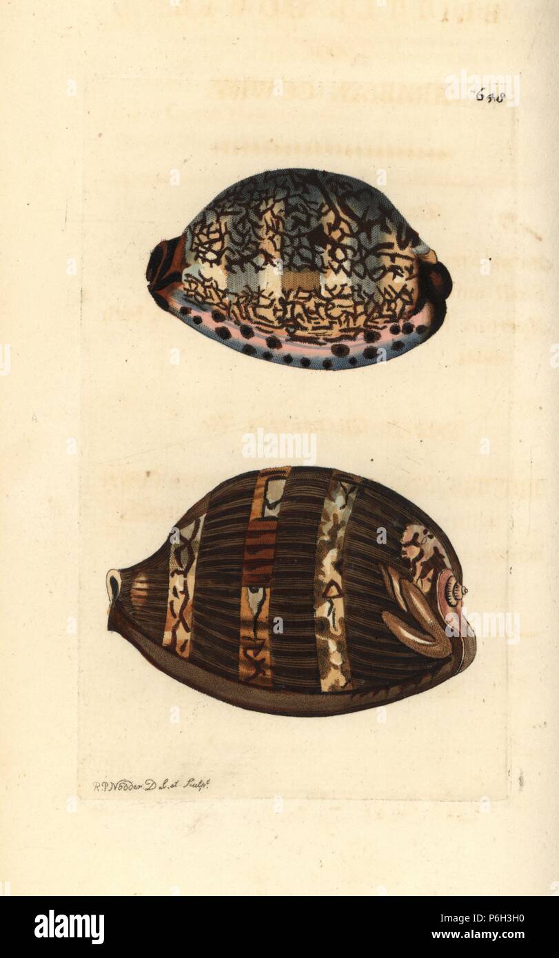 Arabian cowry hi-res stock photography and images - Alamy