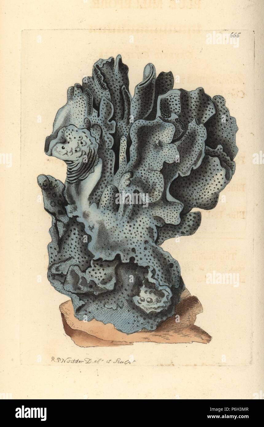 Coral Scientific Illustration