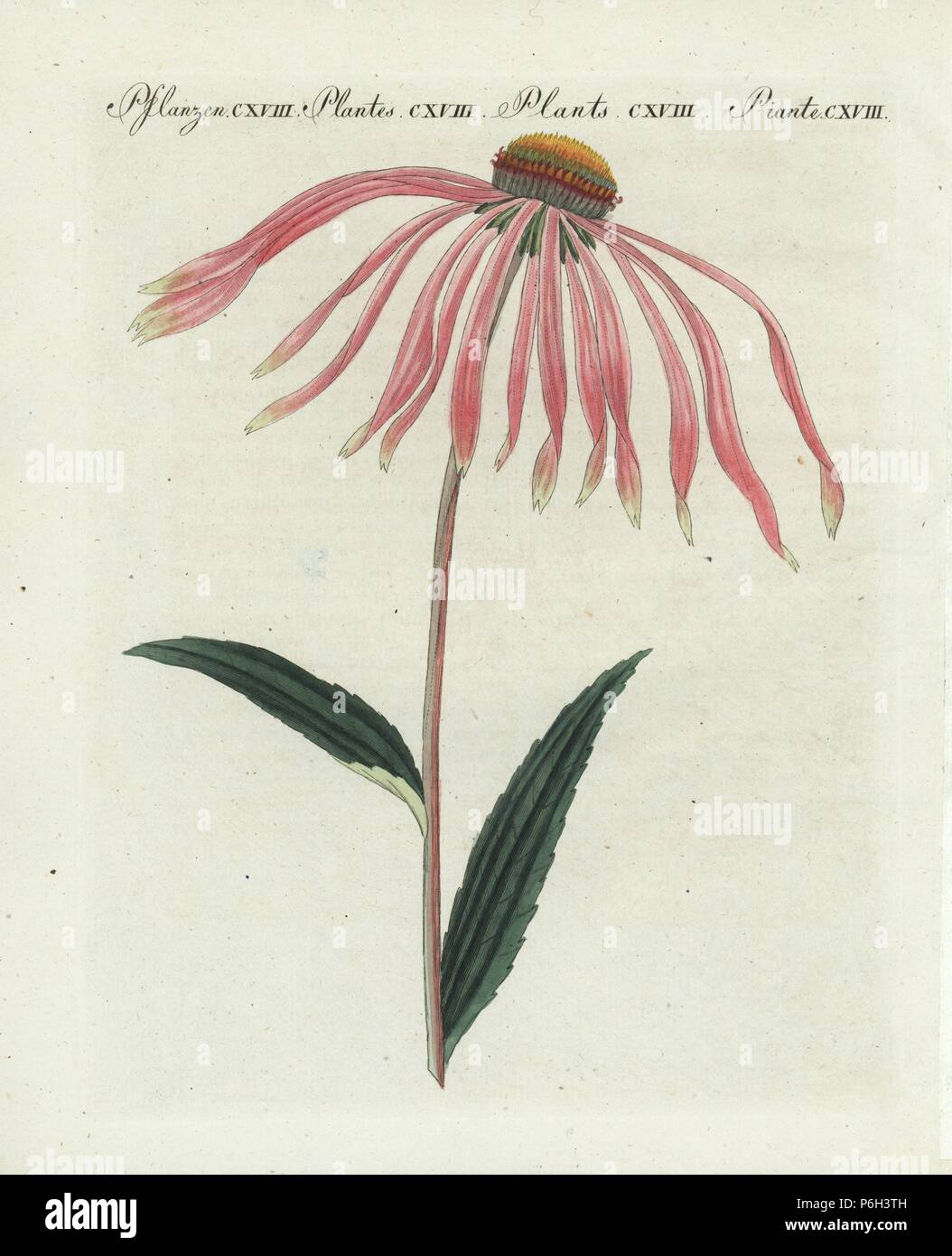 Purple coneflower, Echinacea purpurea (Rudbeckia purpurea ...