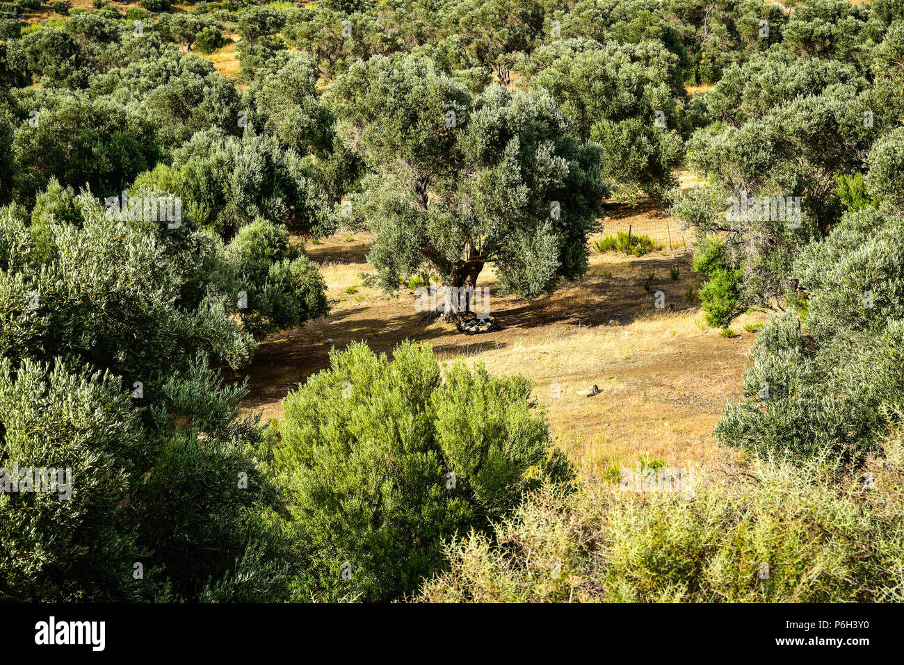 Mediterranean olive field with olive tree ready for harvest Stock Photo ...