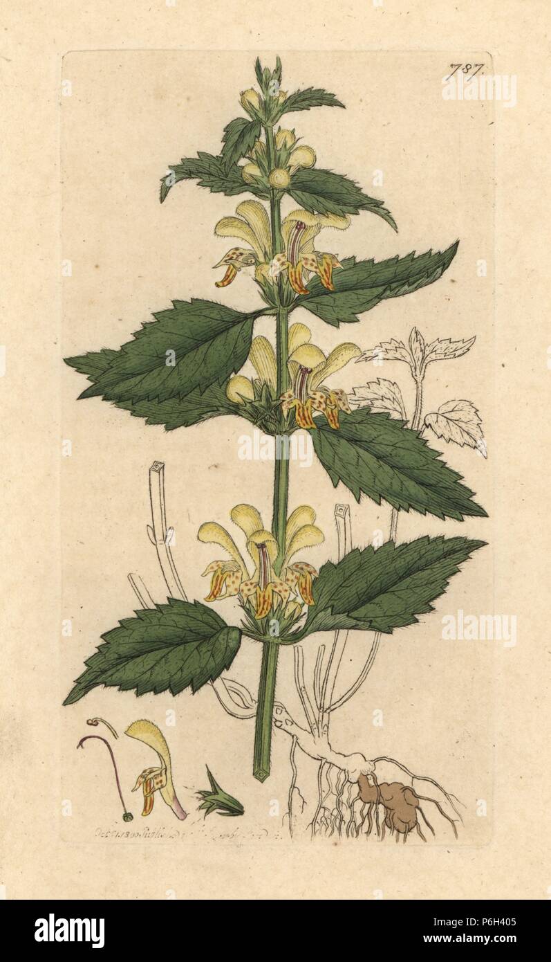 Yellow archangel, Lamium galeobdolon (Galeobdolon luteum). Handcoloured ...