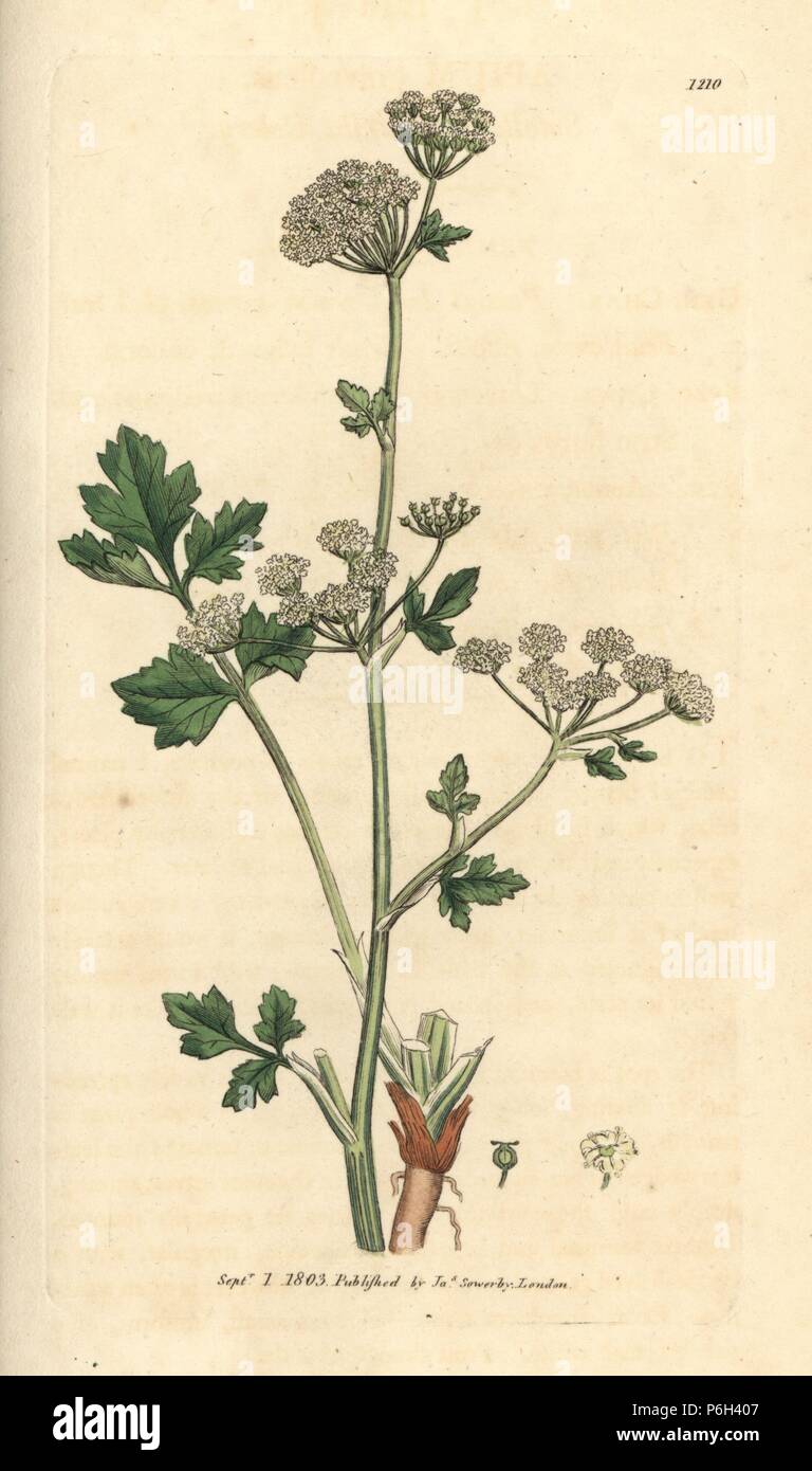 Wild celery, Apium graveolens. Handcoloured copperplate engraving after ...