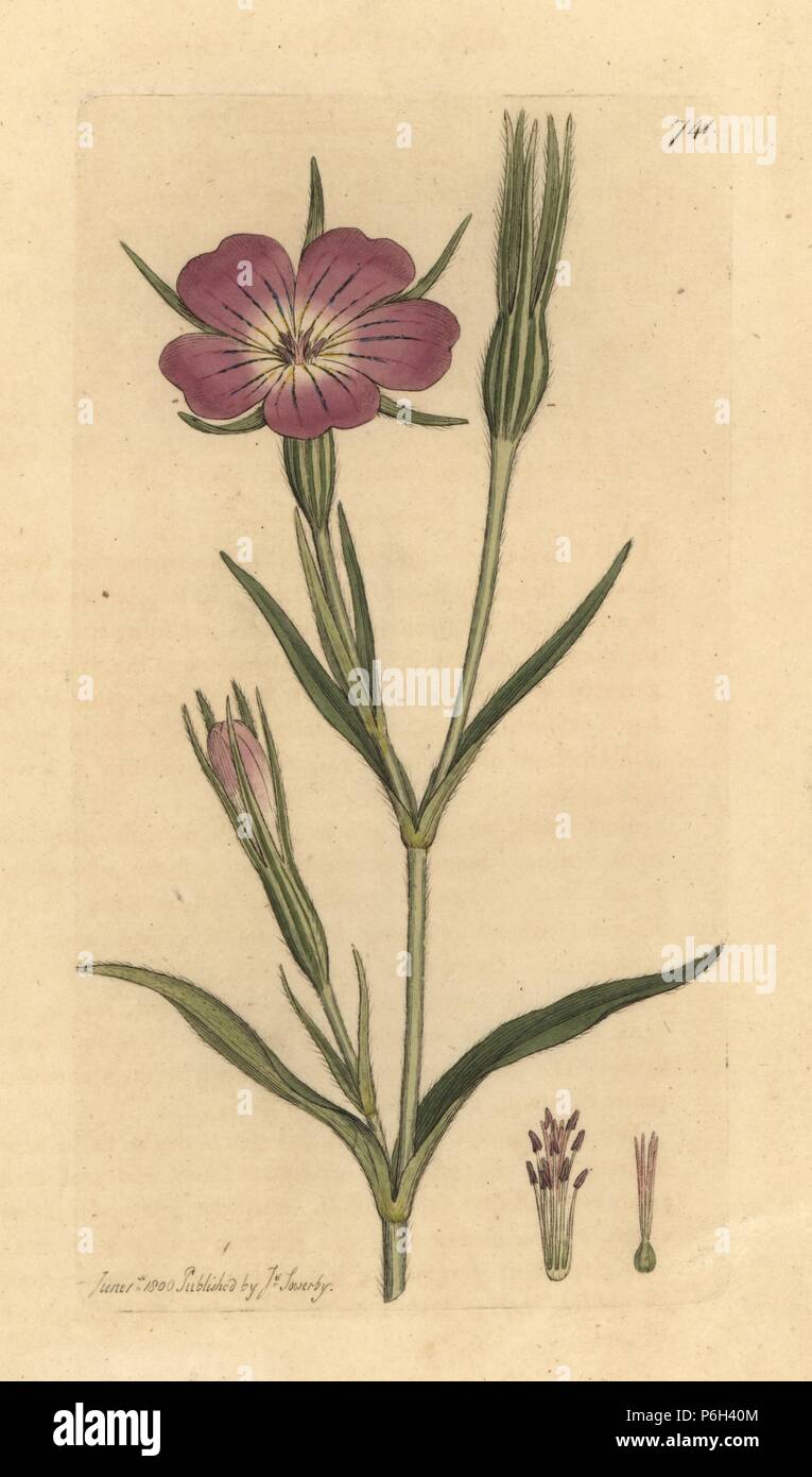Corn cockle, Agrostemma githago. Handcoloured copperplate engraving ...