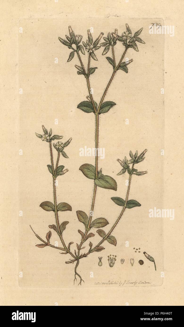 Sticky mouse-ear chickweed, Cerastium glomeratum (Broad-leaved mouse ...