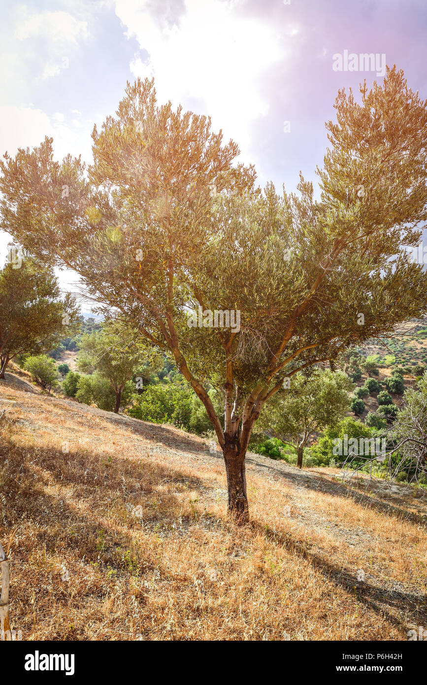 Mediterranean olive field with olive tree ready for harvest Stock Photo ...