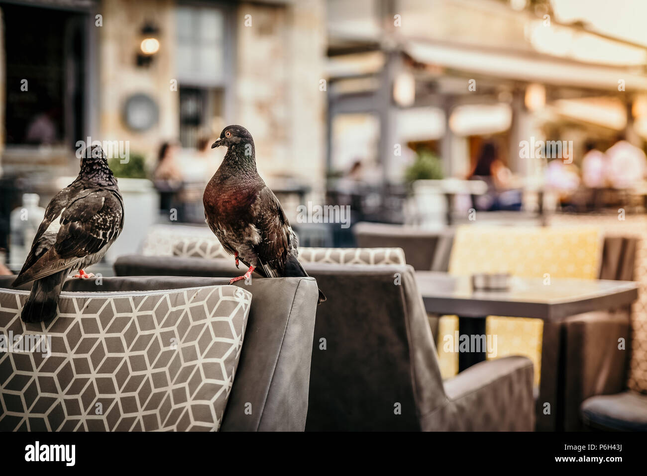 A couple of pigeon sitting on the chair at restaurant Stock Photo - Alamy
