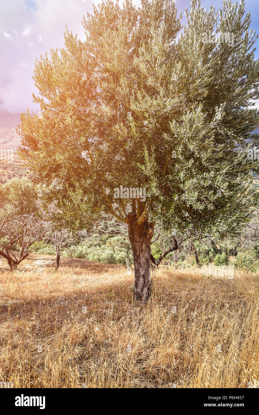 Mediterranean olive field with olive tree ready for harvest Stock Photo ...