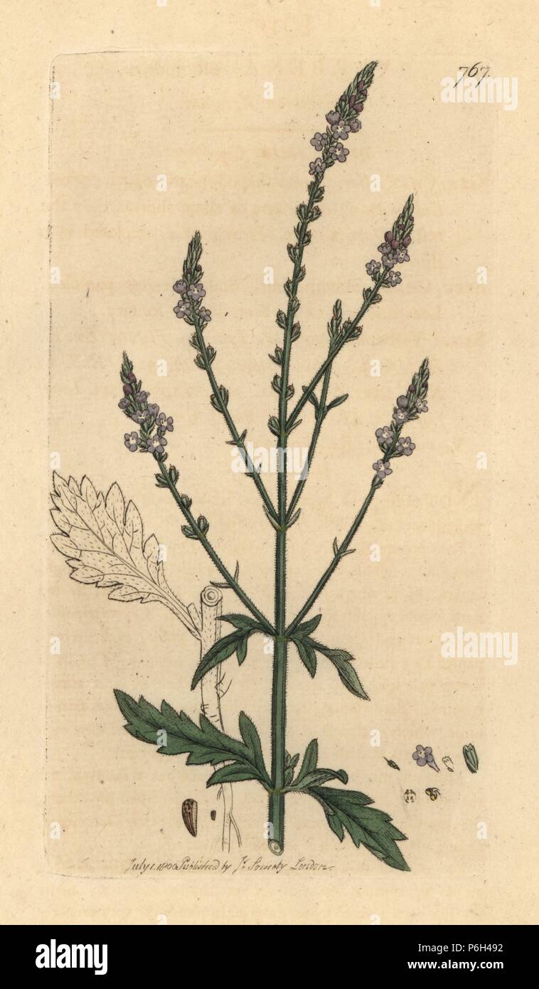 Common vervain, Verbena officinalis. Handcoloured copperplate engraving ...
