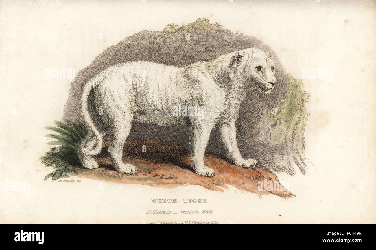 White variant of the Bengal tiger, Panthera tigris tigris (White tiger ...
