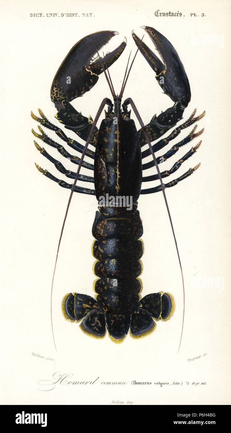 European or common lobster, Homarus gammarus (Blue lobster, Homarus ...