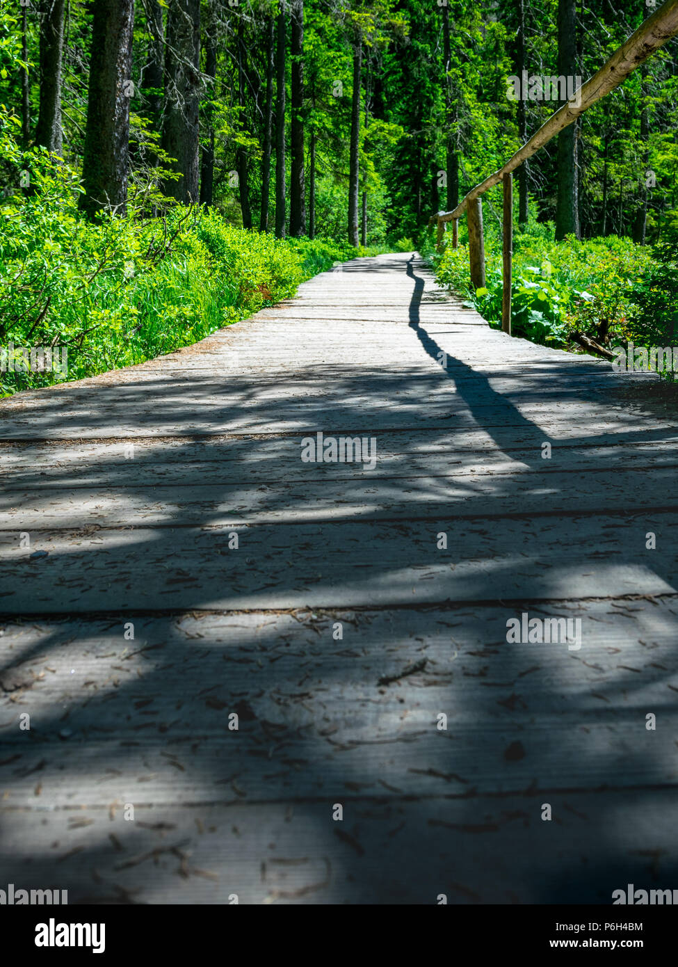 Tree walk bavarian forest national park hi-res stock photography and ...