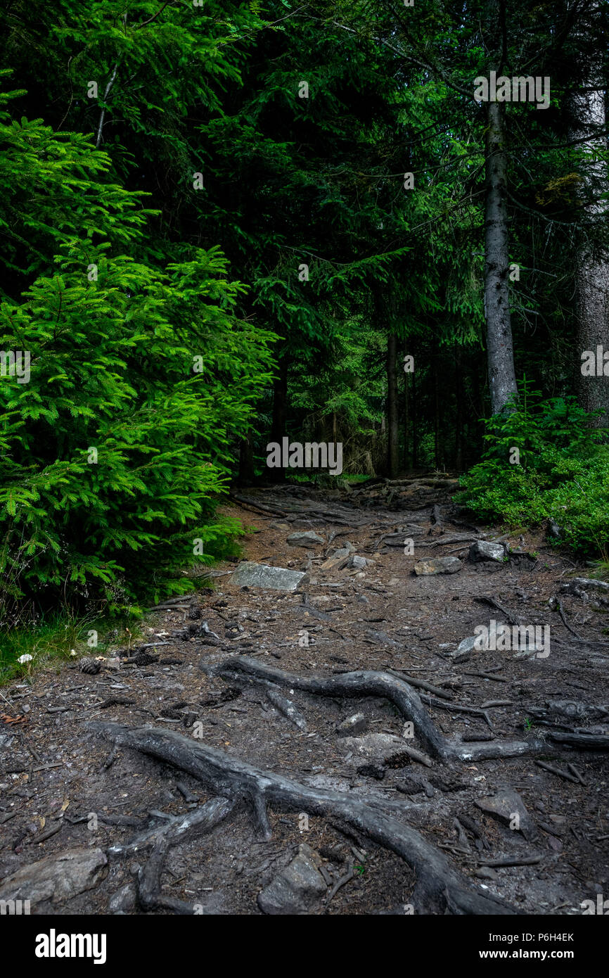 Root path hi-res stock photography and images - Alamy