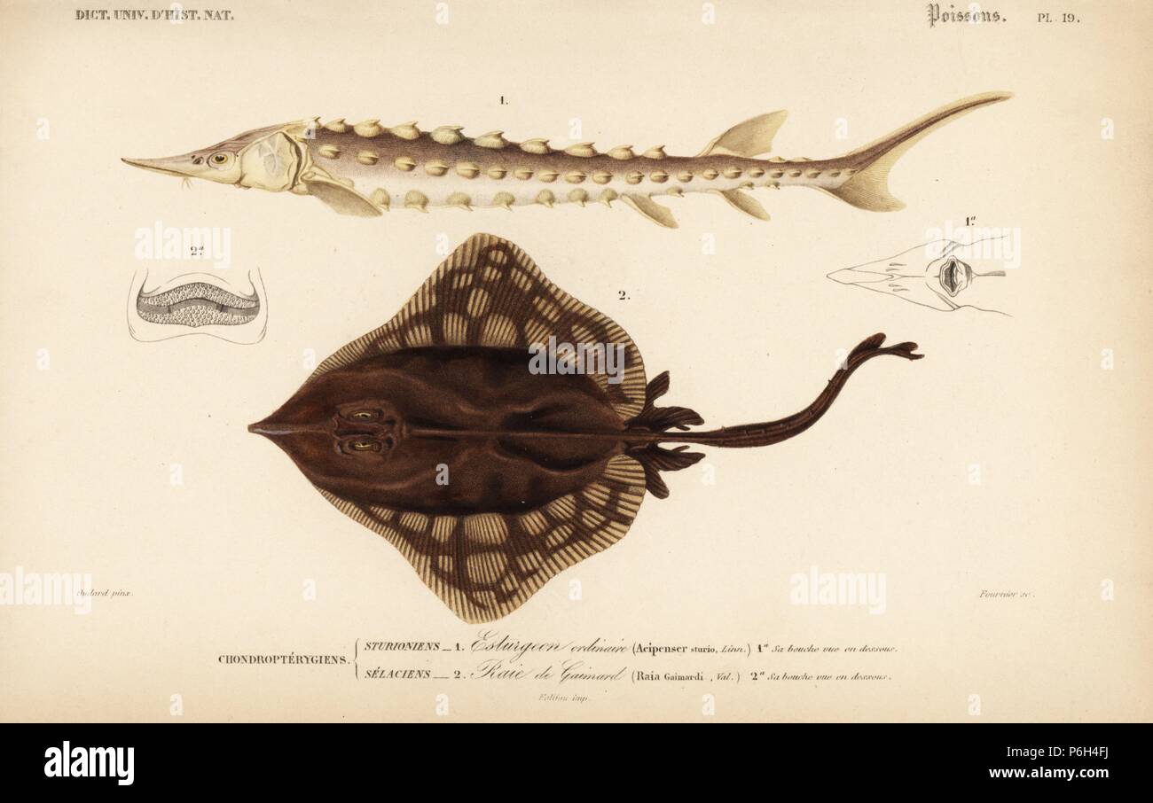 Raia gaimardi hi-res stock photography and images - Alamy