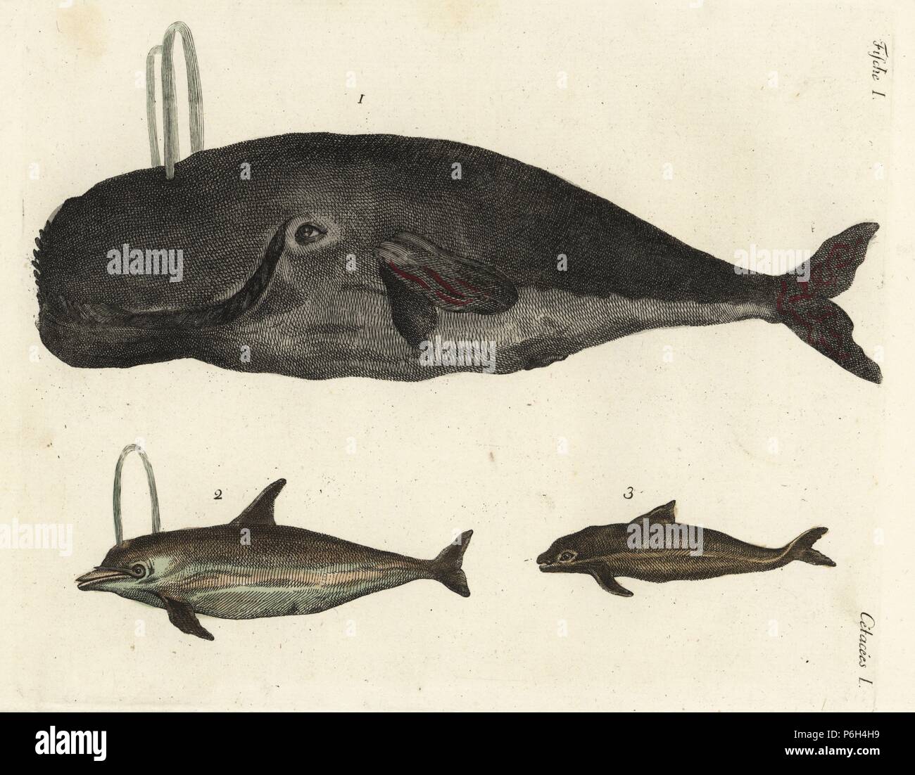 Bowhead whale, Balaena mysticetus 1, short-beaked common dolphin ...