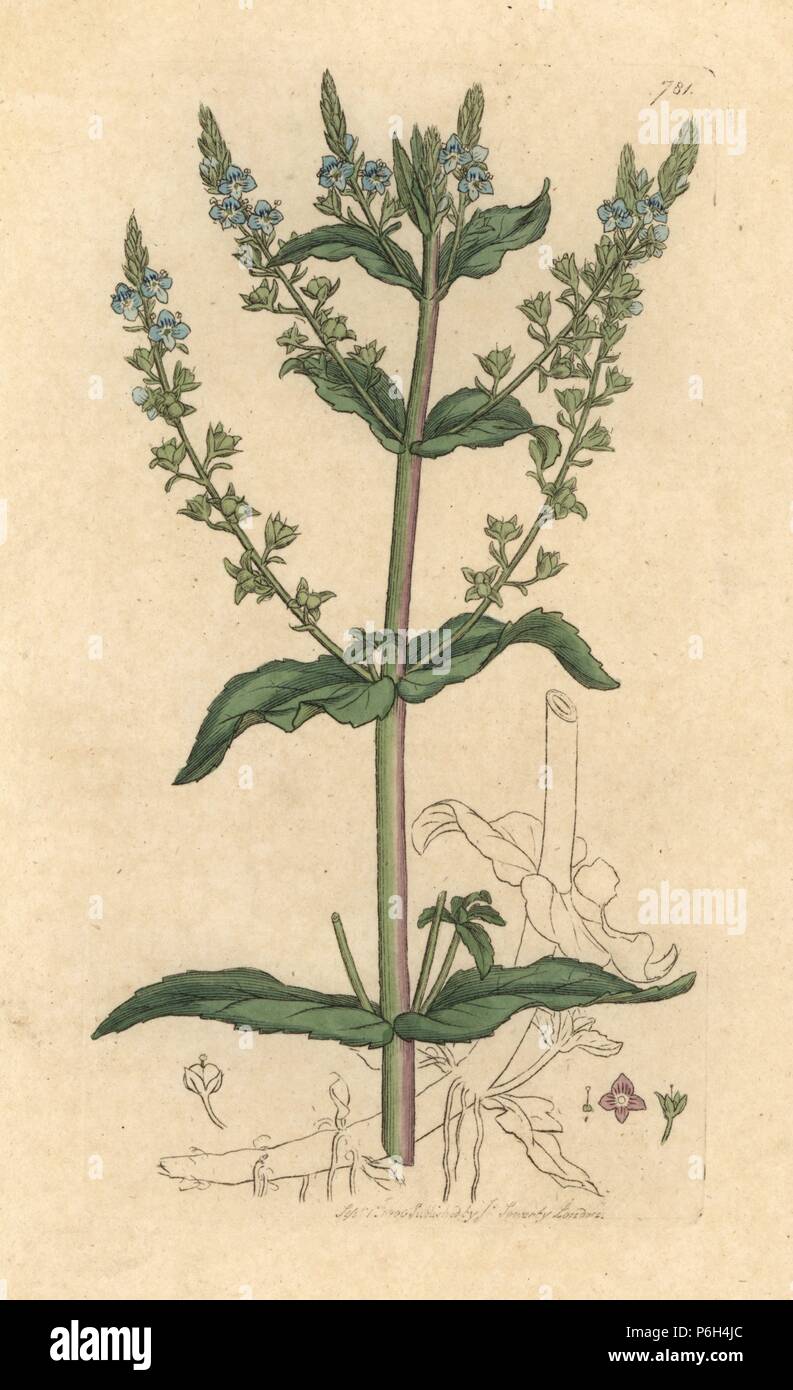 Water speedwell, Veronica anagallis-aquatica. Handcoloured copperplate ...