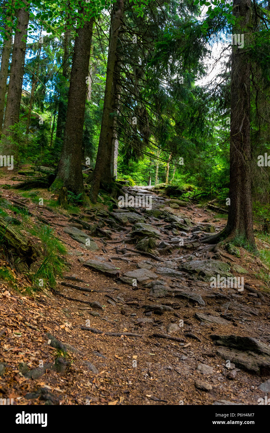 Root path hi-res stock photography and images - Alamy