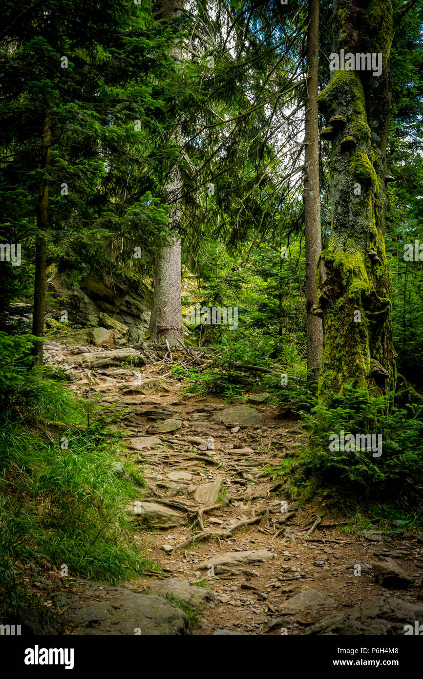 Root path hi-res stock photography and images - Alamy