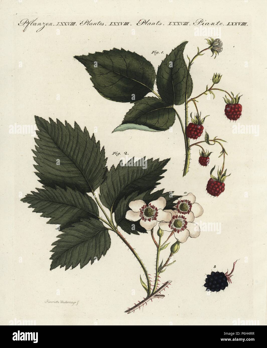 Raspberry, Rubus idaeus 1, and blackberry, Rubus fruticosus 2, with ...