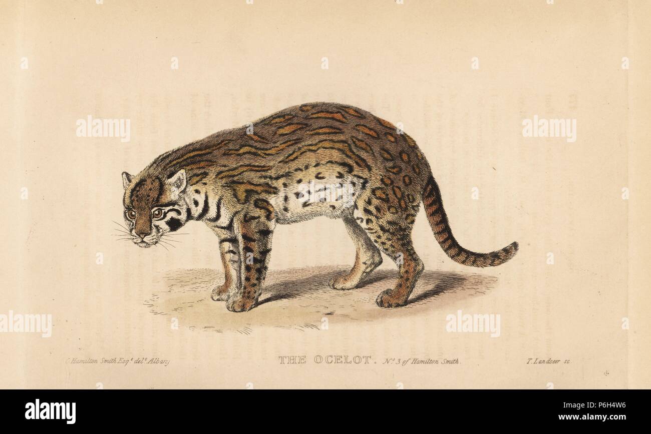 Ocelot, Leopardus pardalis. Engraved by Thomas Landseer after an ...