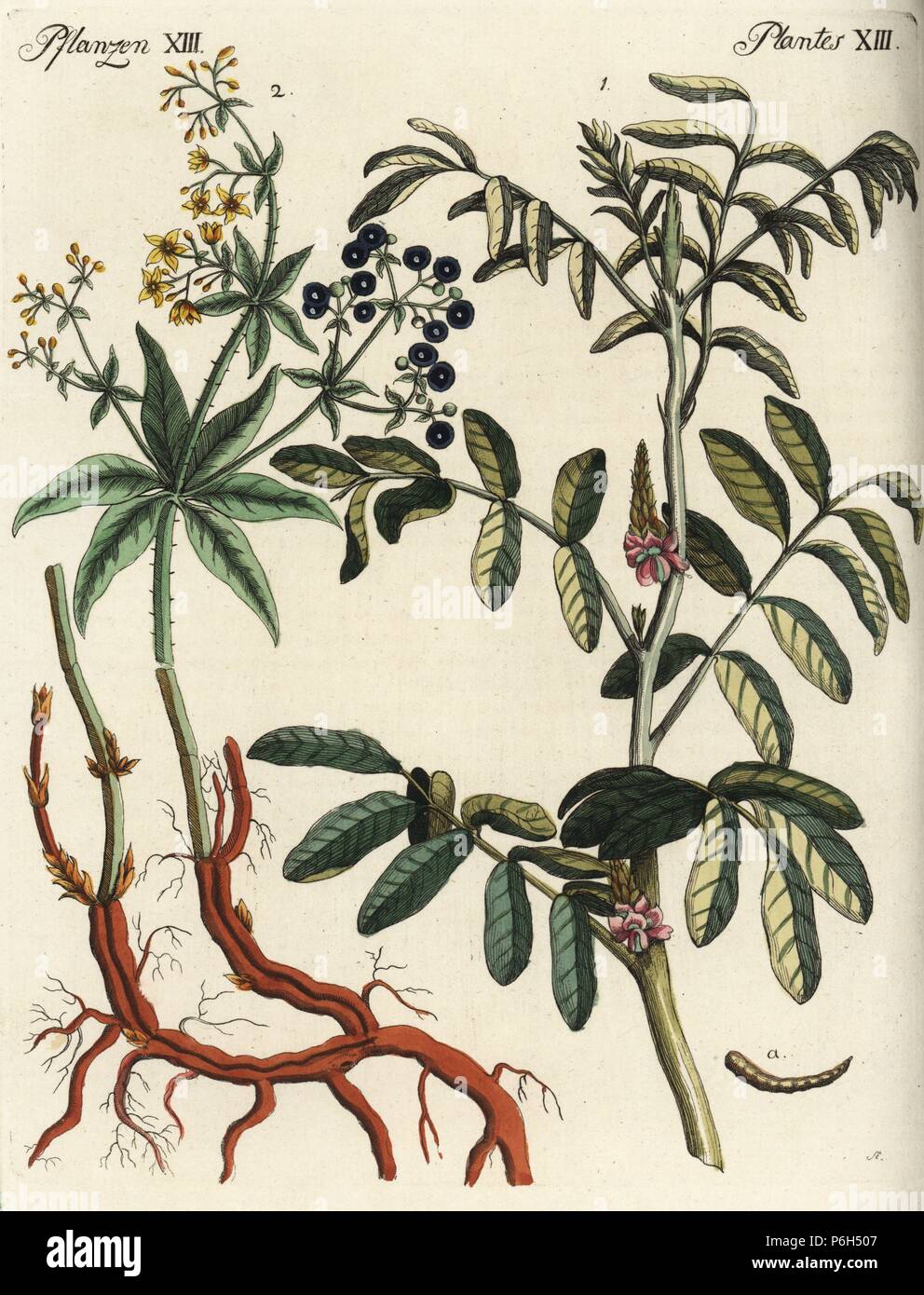 Anil or wild indigo, Indigofera suffruticosa 1, and dyer's madder ...